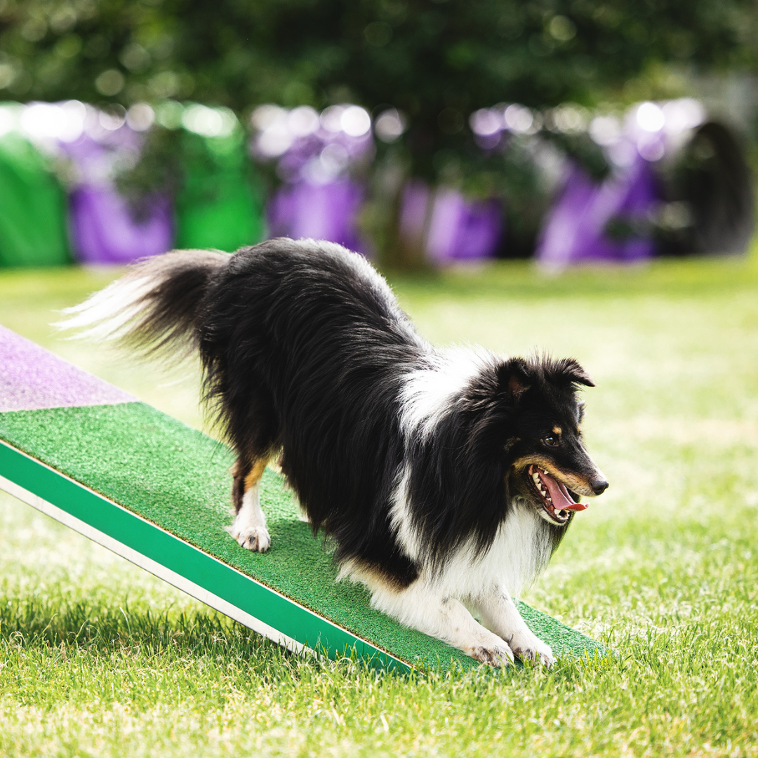 Boost Your Cue System Jumps Edition English | Agility Campus