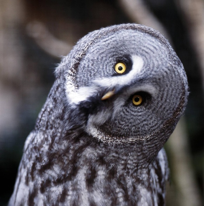 MARMAS 1 - Wach- und Warnposten im Ayurveda LL - mtkosmus | ablefy