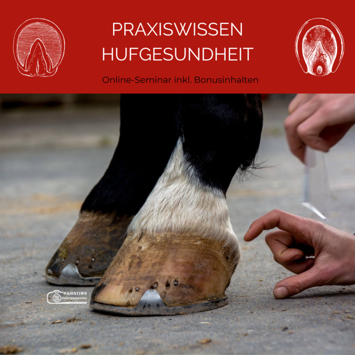 Videoseminar Praxiswissen Hufgesundheit: Was Du als Pferdefreund über ...