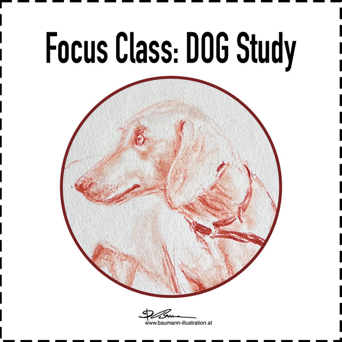 FOCUS Class: Dog study - BaumannIllustration