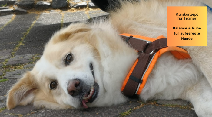 Balance & Ruhe für aufgeregte Hunde - Kurskonzept für Trainer ...